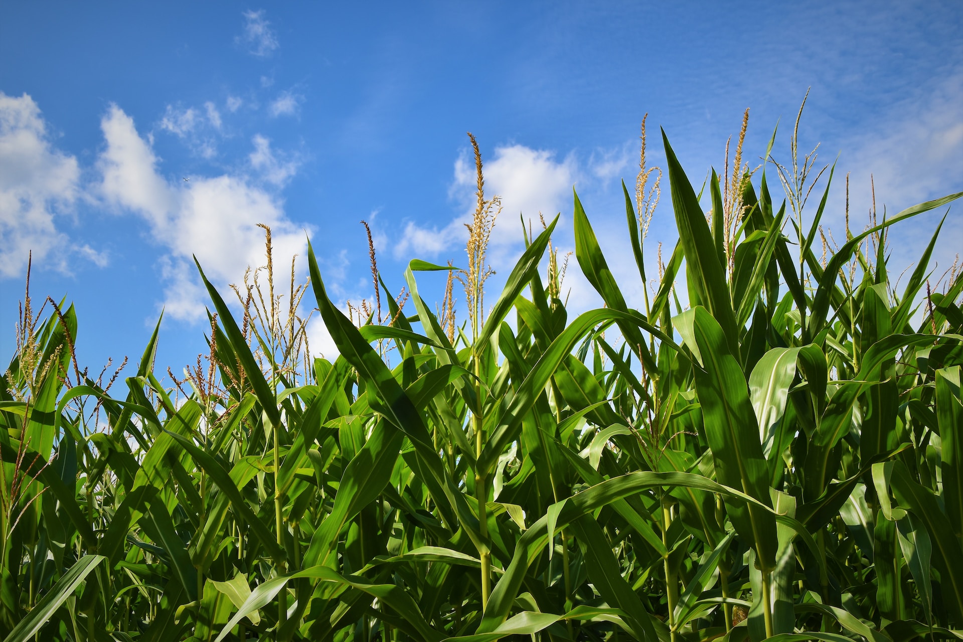 Time to Scout for Diseases in Field Crops: What to Look for in Corn ...