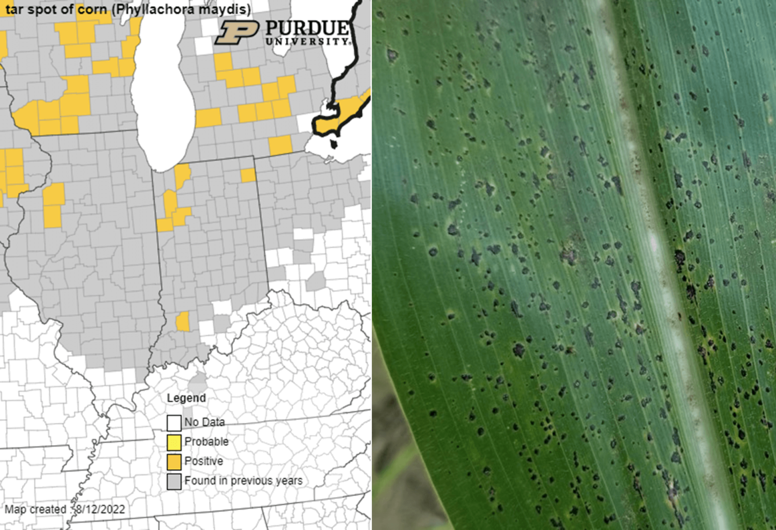 Tar Spot and Southern Corn Rust Update in Indiana - Indiana Field Crop ...