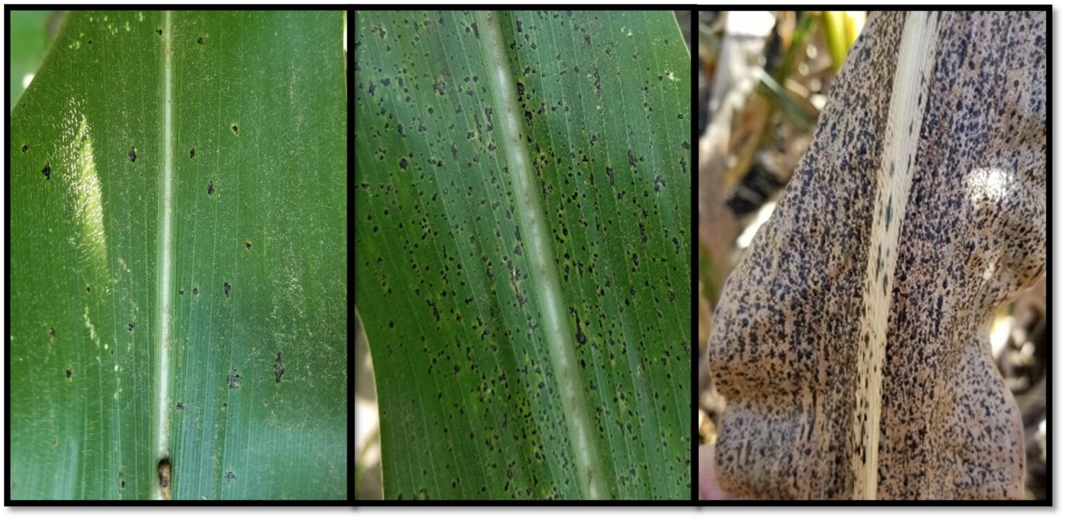 Tactics to Consider for Tar Spot Management in Indiana for 2023 ...