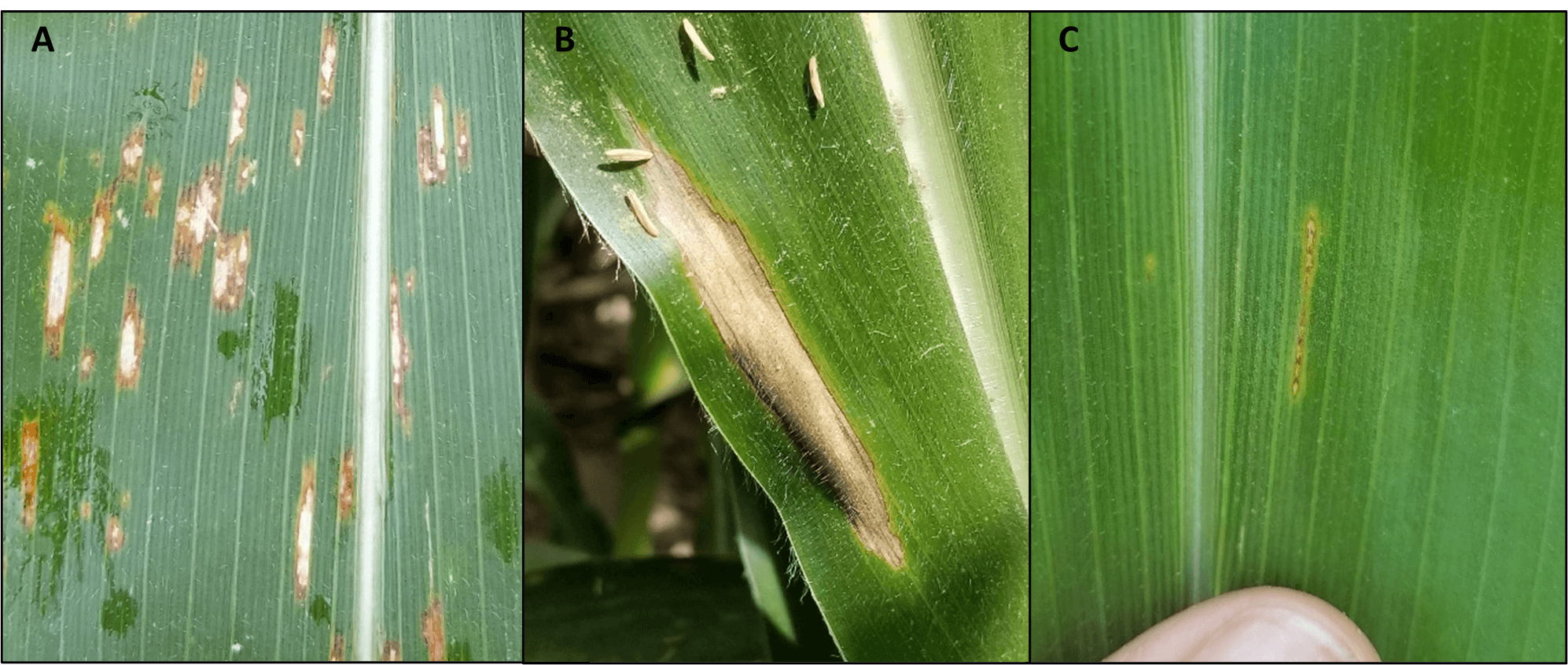 Time to Scout for Diseases in Field Crops: What to Look for in Corn ...