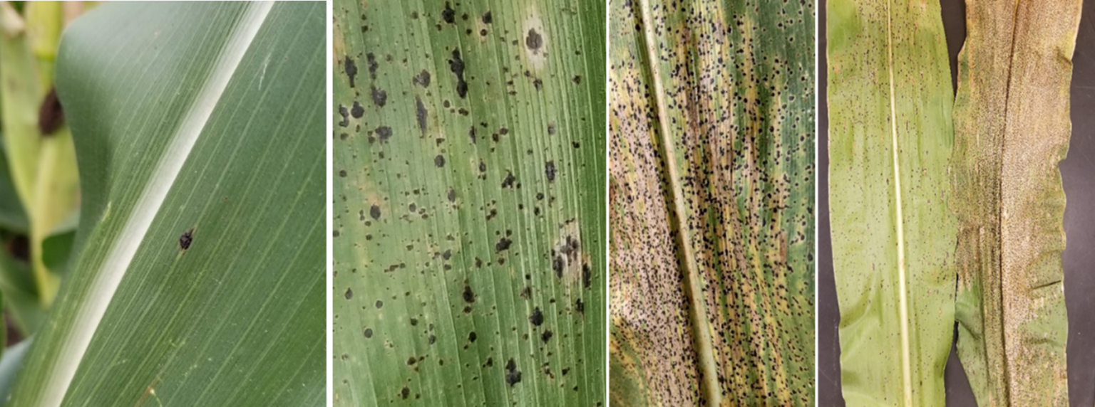 Field Crop Disease Resources for Indiana - Indiana Field Crop Pathology