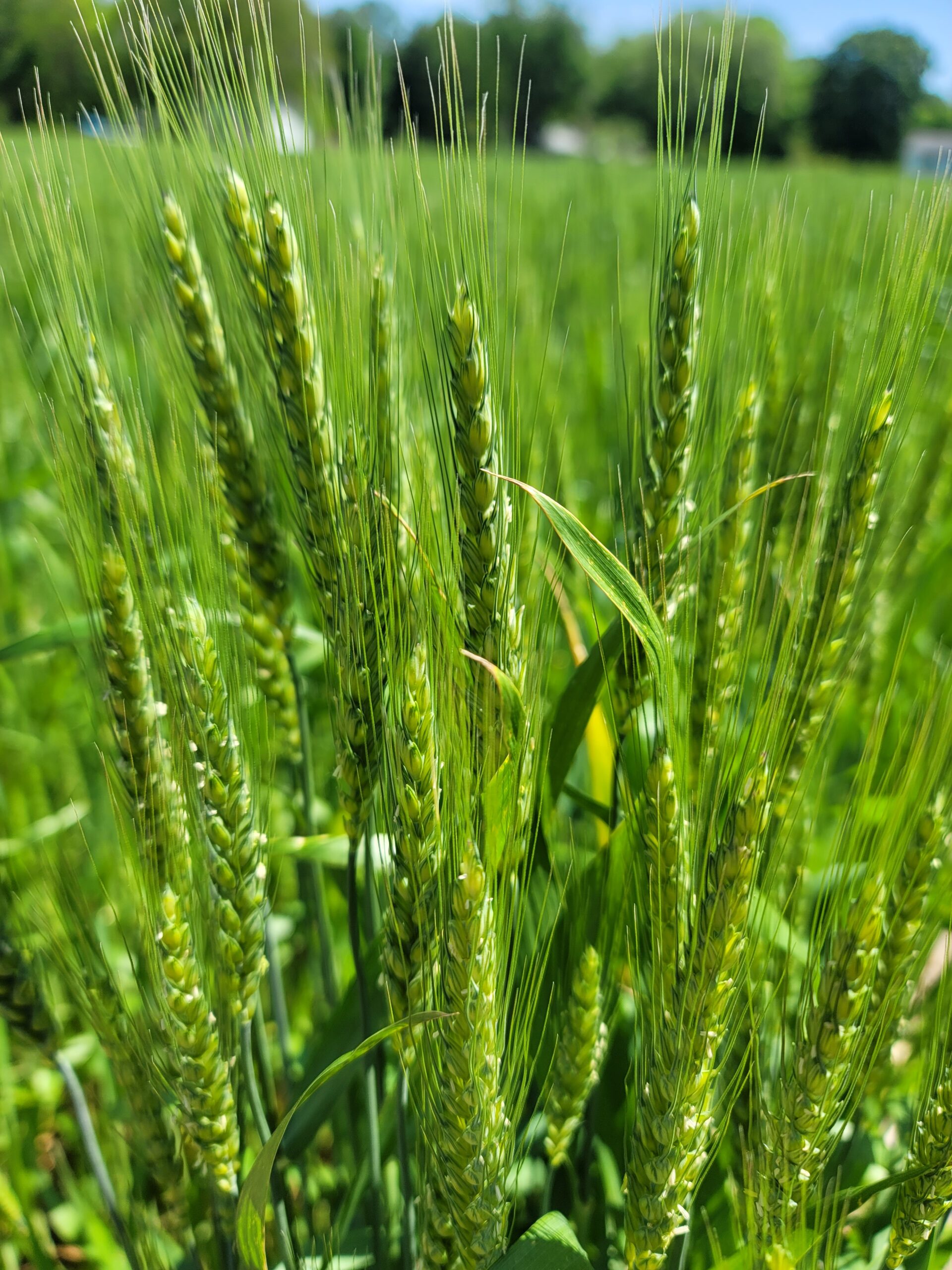 Indiana Field Crop Pathology | Telenko Lab