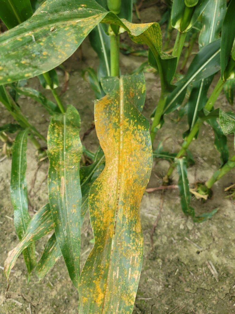 Corn - Indiana Field Crop Pathology