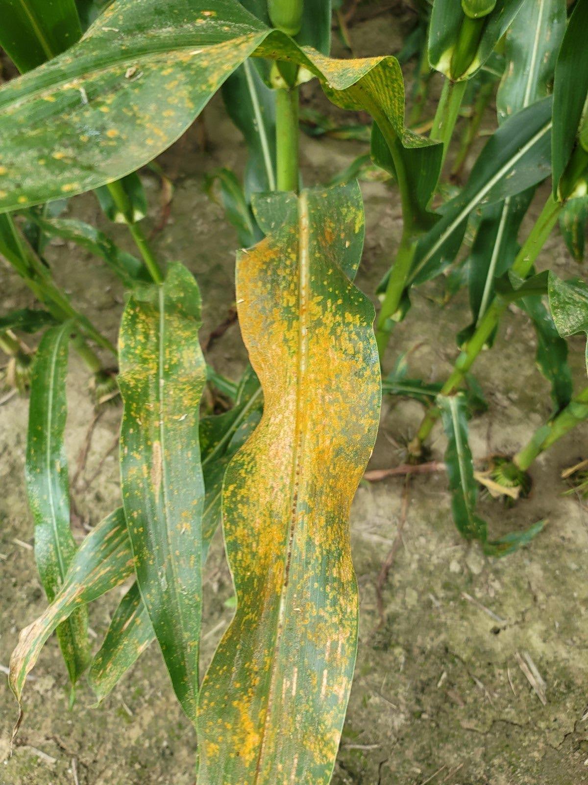 Corn - Indiana Field Crop Pathology