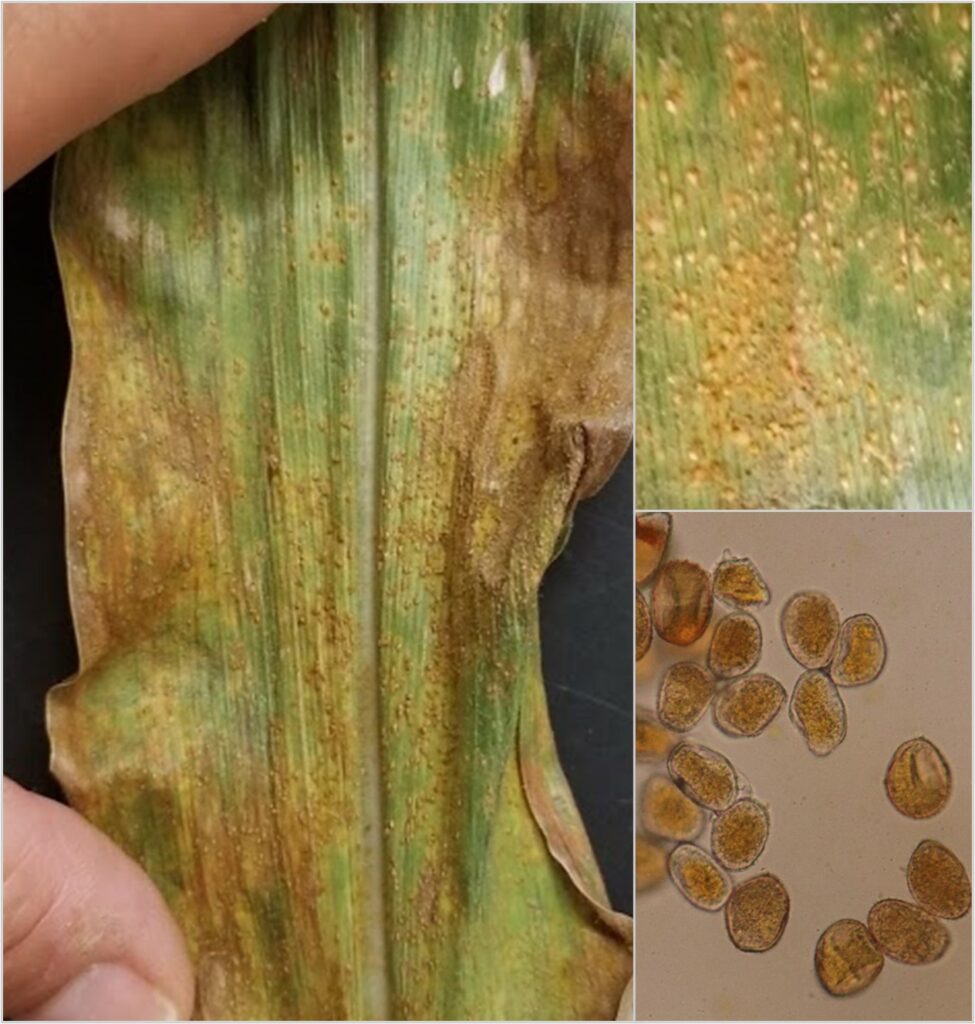 Corn - Indiana Field Crop Pathology