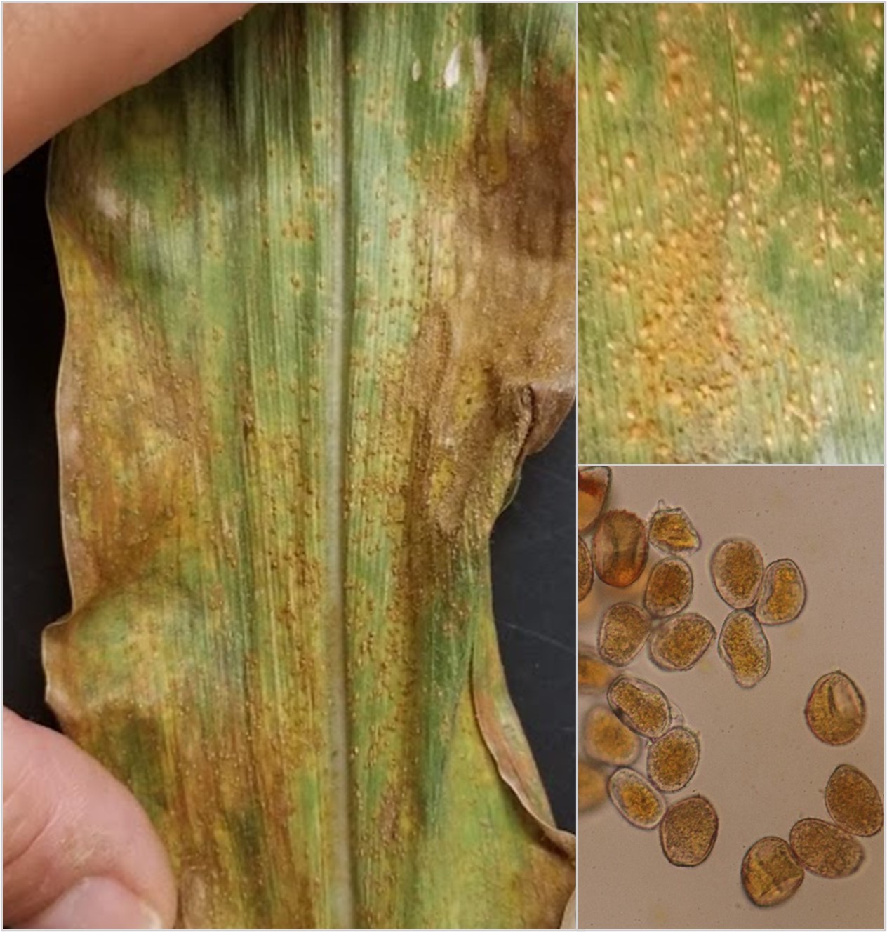 Corn - Indiana Field Crop Pathology