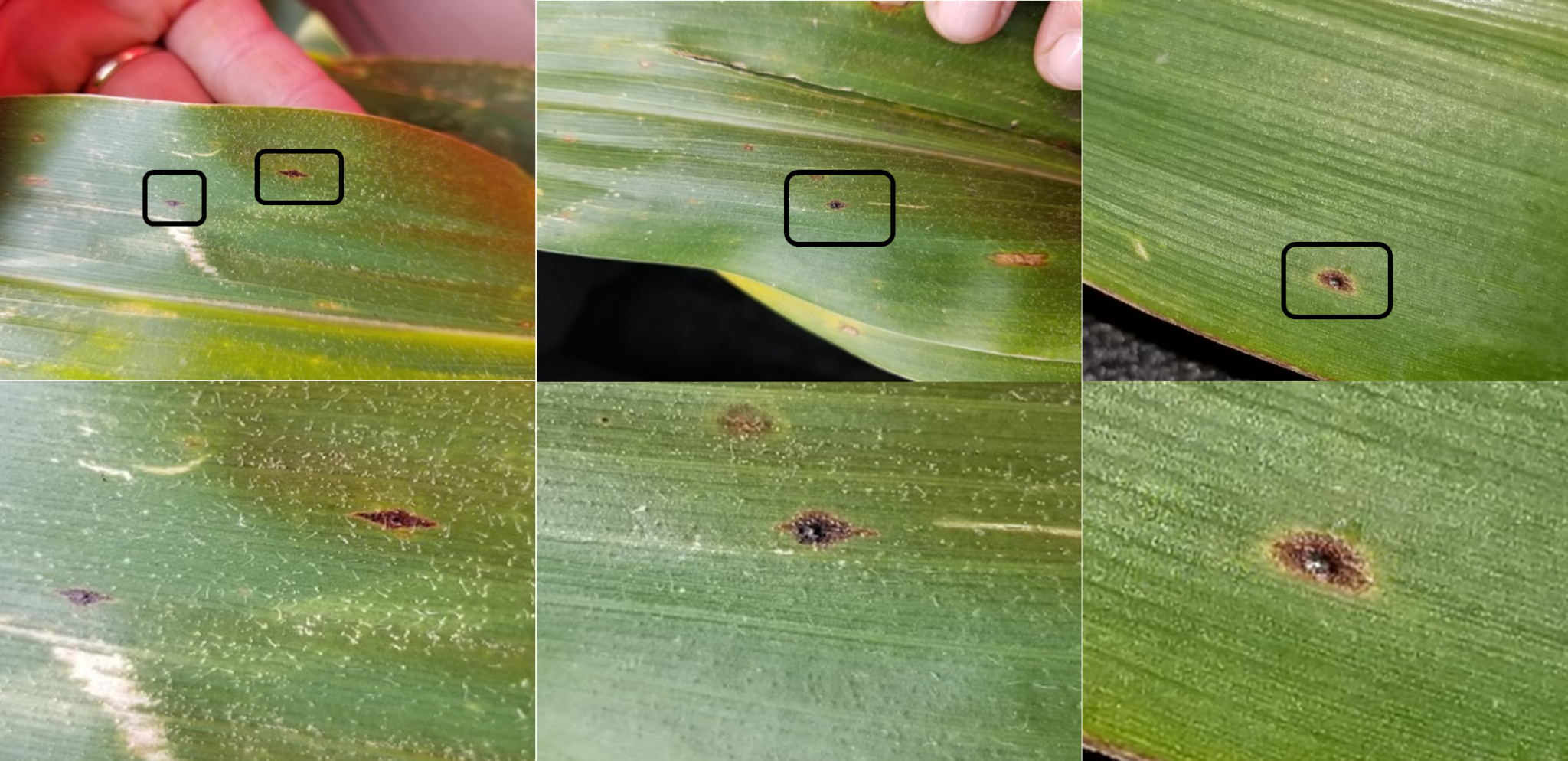 Time to Scout for Diseases in Field Crops: What to Look for in Corn ...