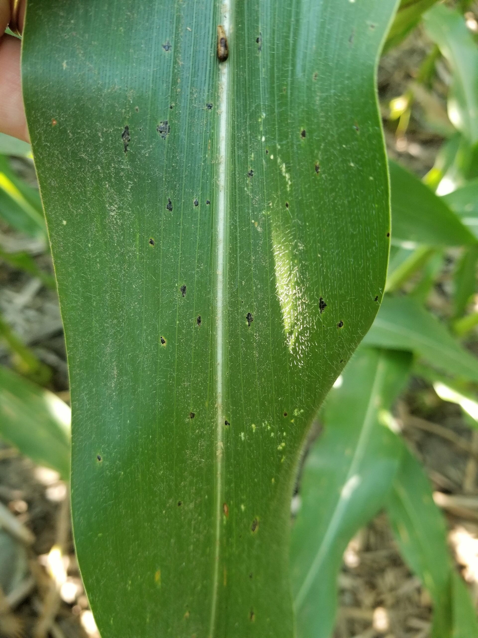In-Season Updates - Indiana Field Crop Pathology
