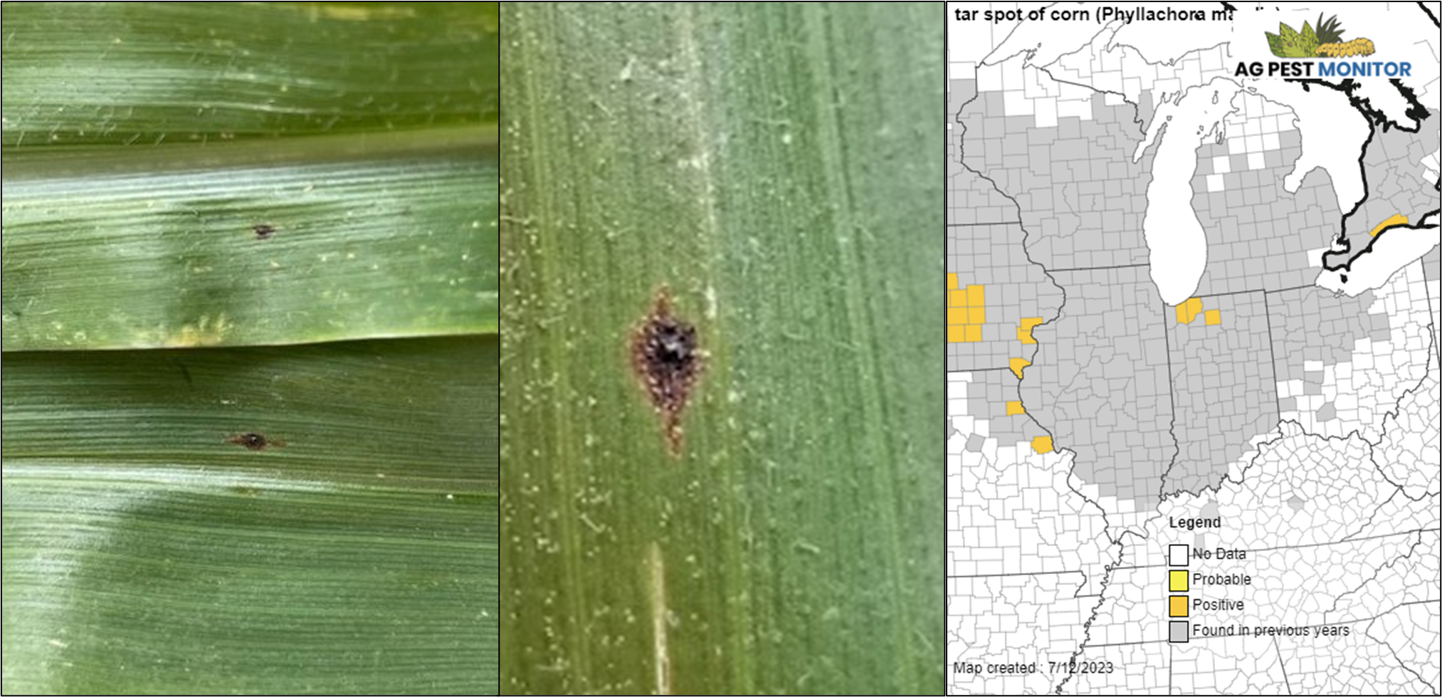 Field Crop Disease Update in Indiana-July 13 - Indiana Field Crop Pathology