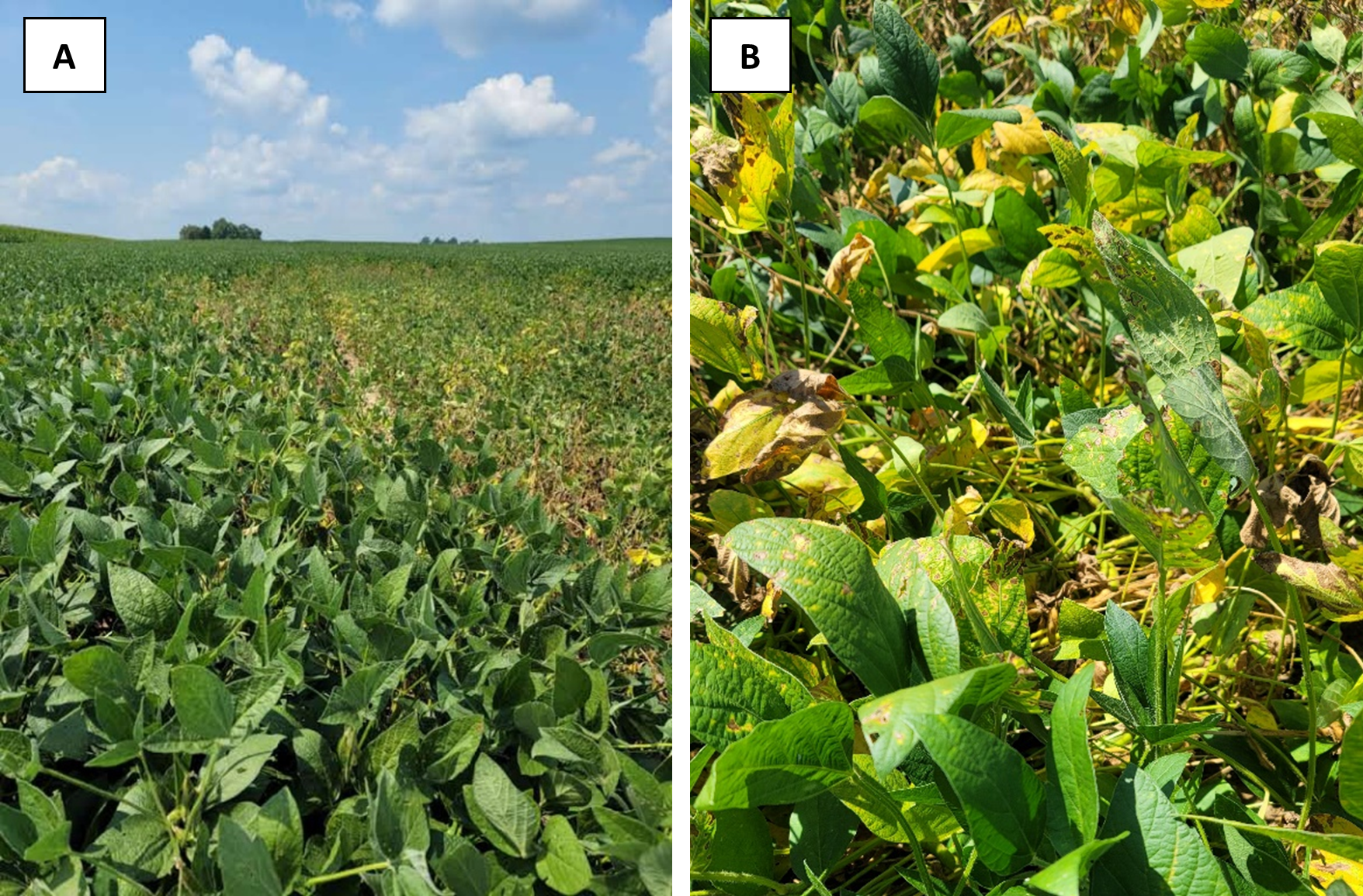 Red Crown Rot of Soybean: What to do if you suspect it is in your field ...