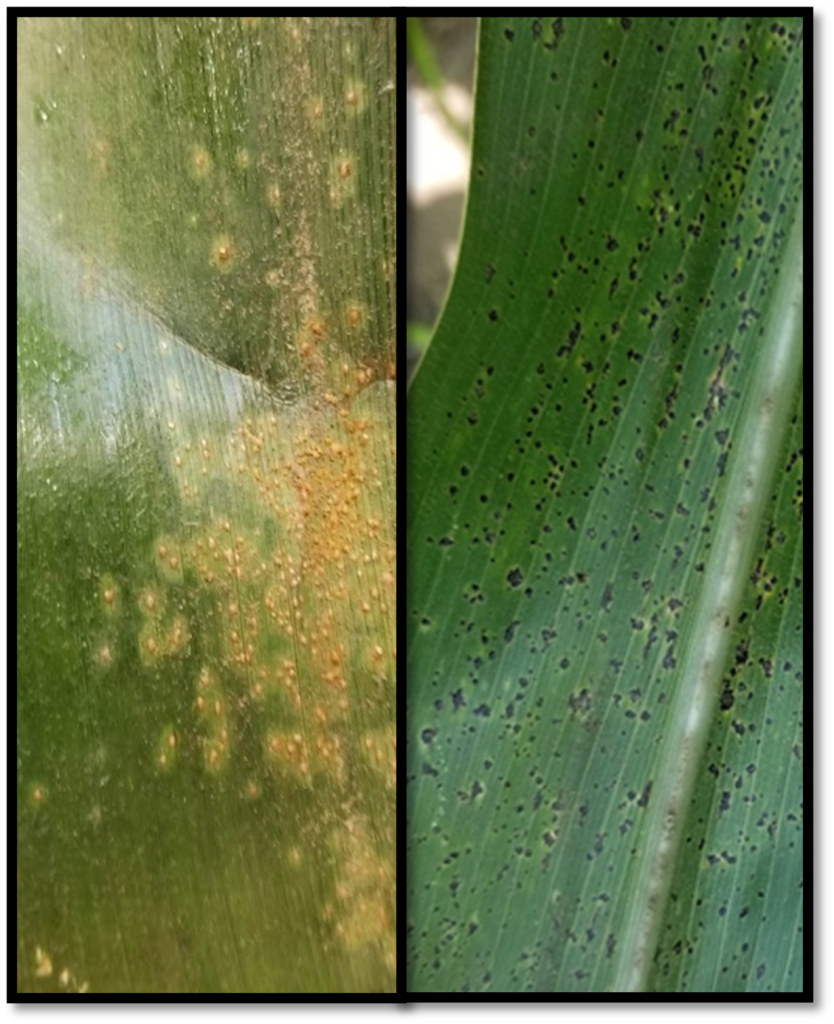 In-Season Updates - Indiana Field Crop Pathology In-Season Updates - Indiana Field Crop Pathology