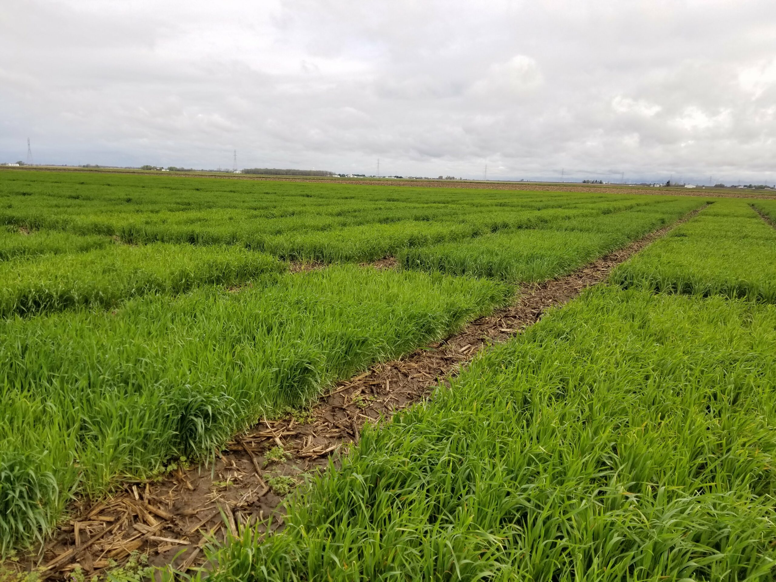 Foliar Diseases of Wheat and Fusarium Head Blight (Scab) Management ...