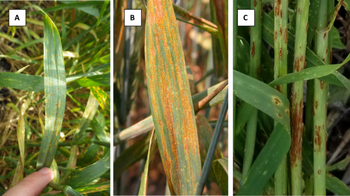 Foliar Diseases of Wheat and Fusarium Head Blight (Scab) Management ...