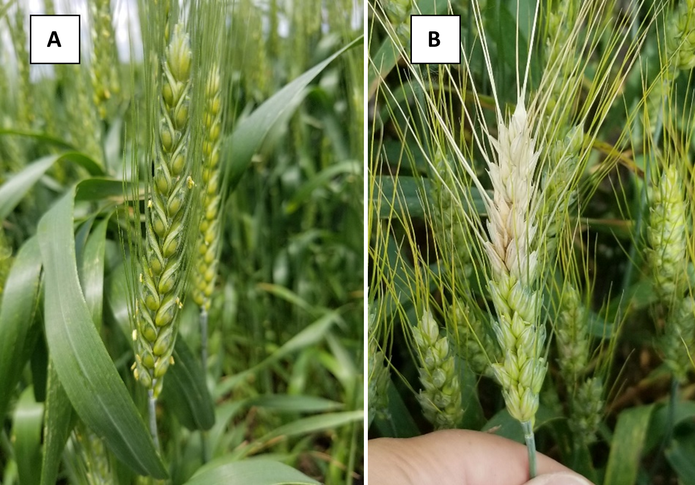 Foliar Diseases Of Wheat And Fusarium Head Blight Scab Management