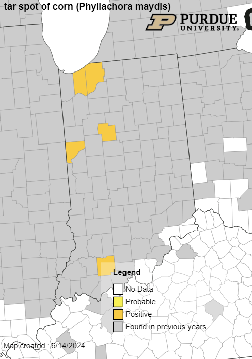 Check out this short video about fungicide timing for tar spot of corn ...