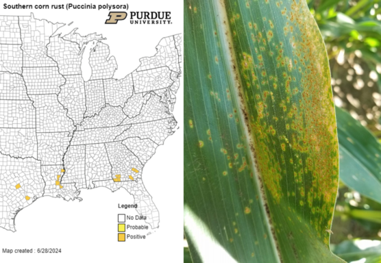 Update on Disease Risk in Corn in Indiana - Indiana Field Crop Pathology