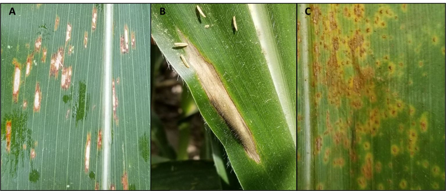 Foliar Disease Scouting Tips: What to Look for in Corn - Indiana Field ...
