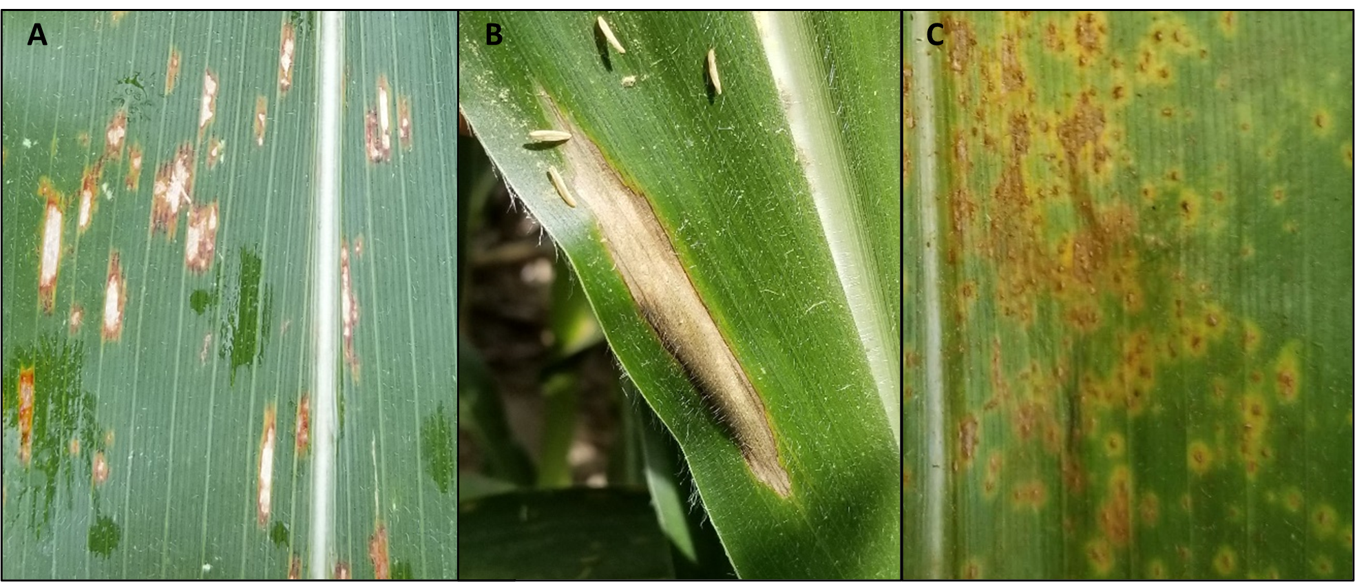 Foliar Disease Scouting Tips: What to Look for in Corn - Indiana Field Crop Pathology