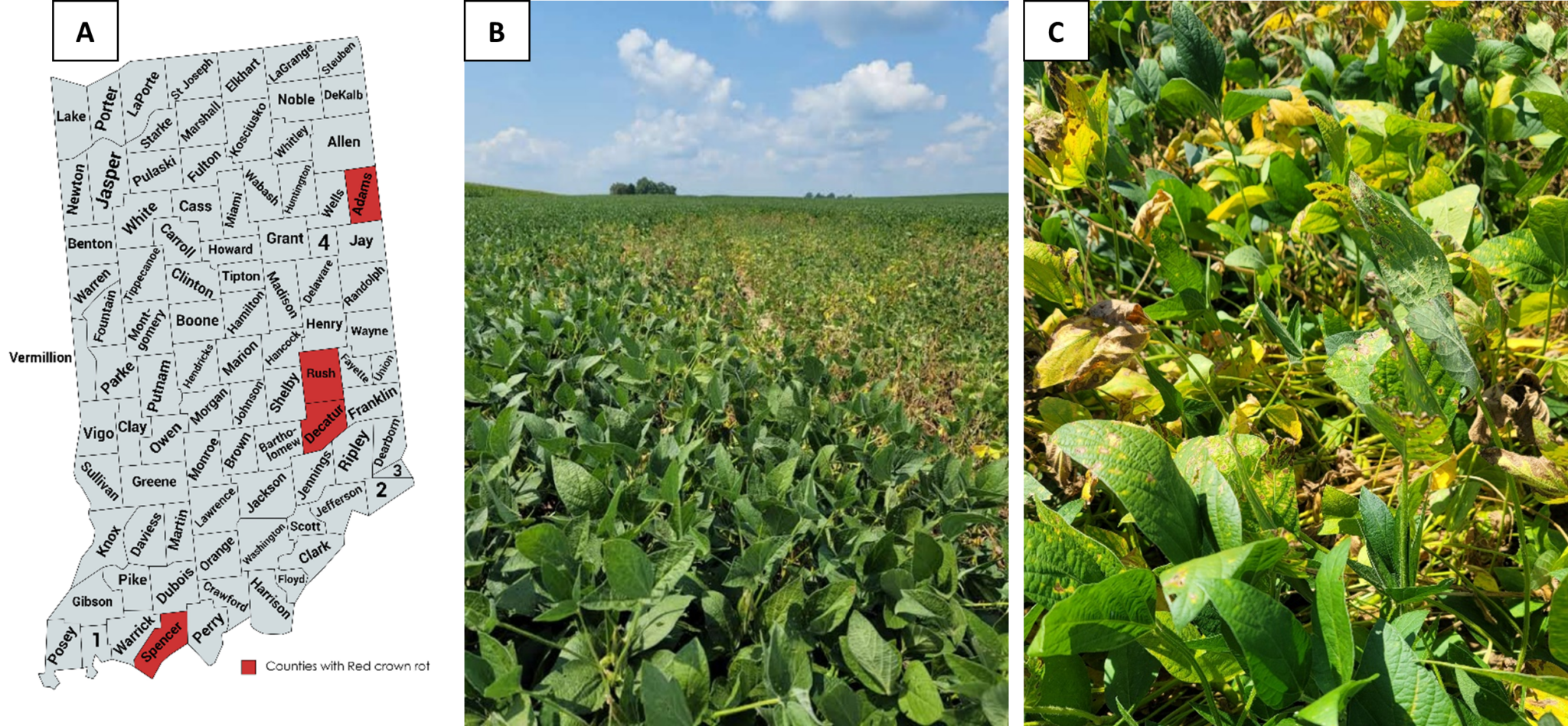 Red Crown Rot of Soybean: What to do if you suspect it is in your field ...