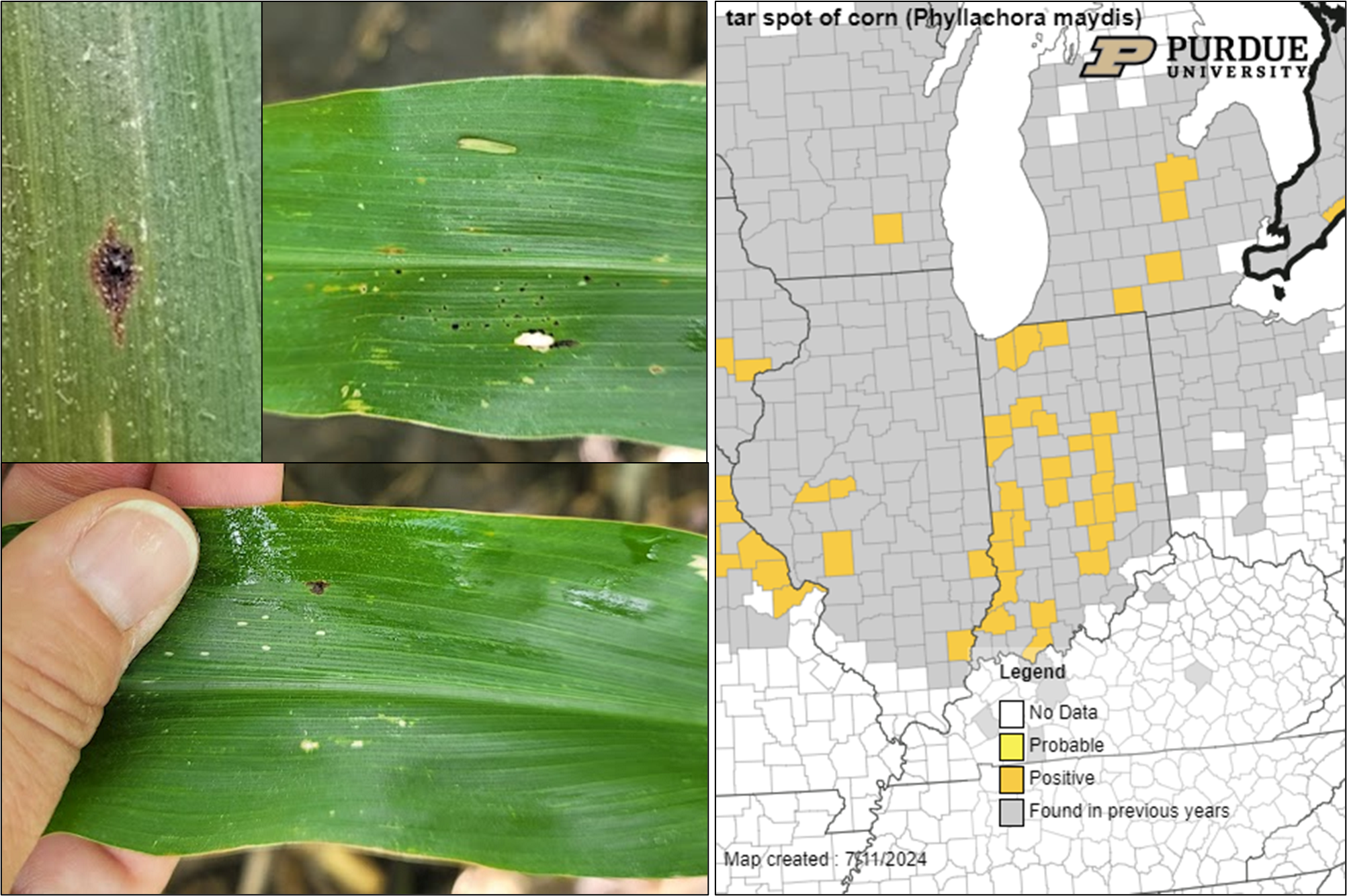 Foliar Disease Update in Indiana Corn and Soybean - Indiana Field Crop ...