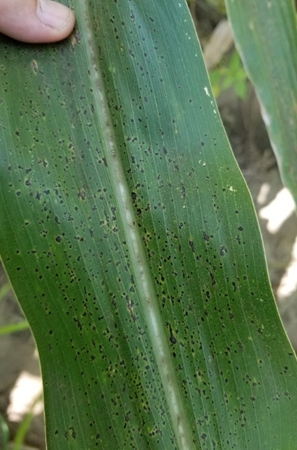 Tar Spot and Southern Corn Rust Update in Indiana - Indiana Field Crop ...