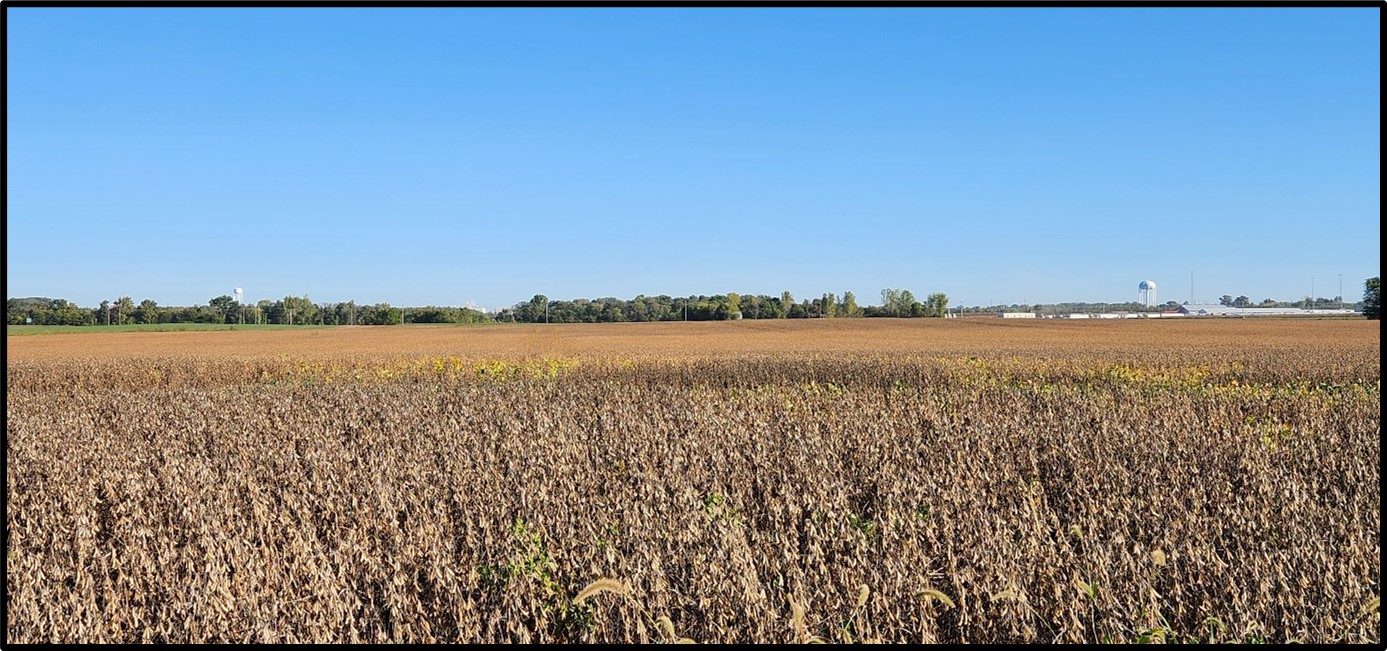 Black Soybeans in Indiana. What is causing it and the potential for ...