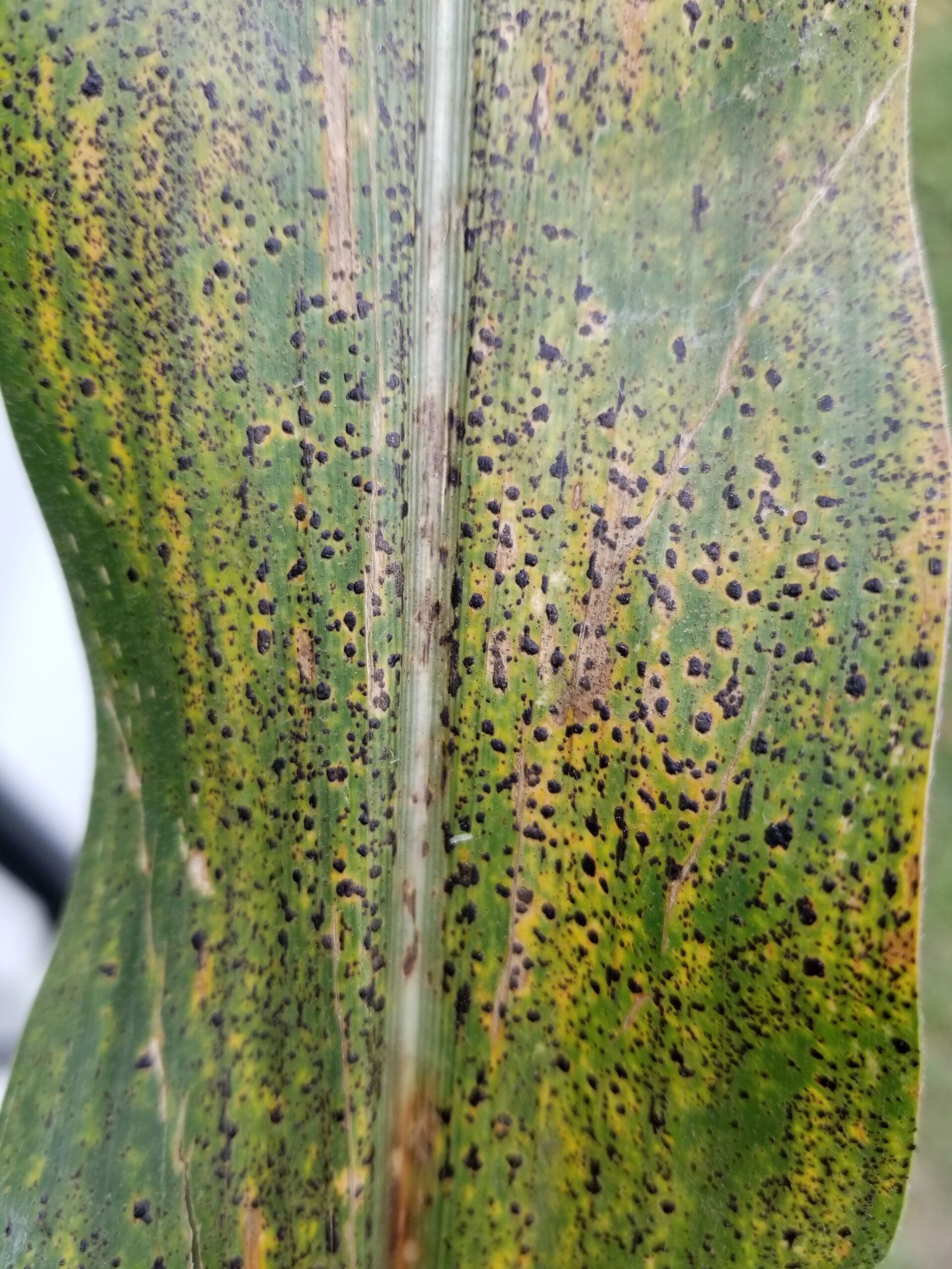 Some Quick Tips and Tools to Prepare for Tar Spot in Corn - Indiana ...