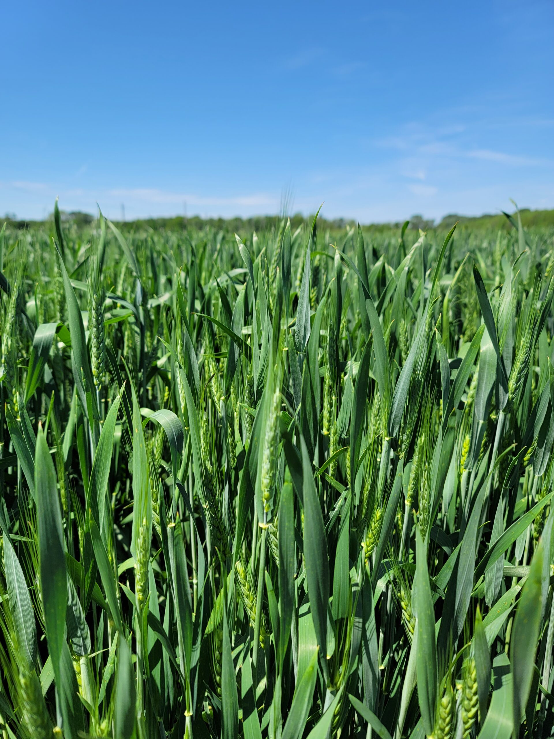 Foliar Diseases of Wheat and Fusarium Head Blight (Scab) Management ...