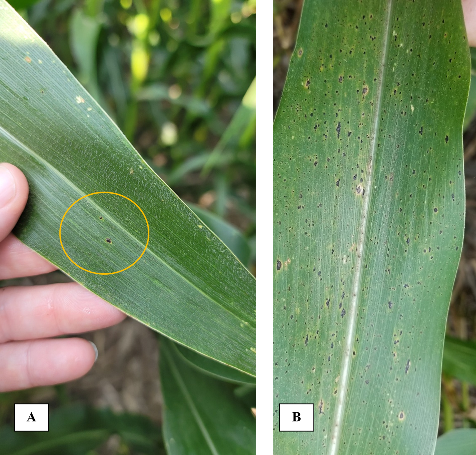 Some Quick Tips and Tools to Prepare for Tar Spot in Corn - Indiana ...