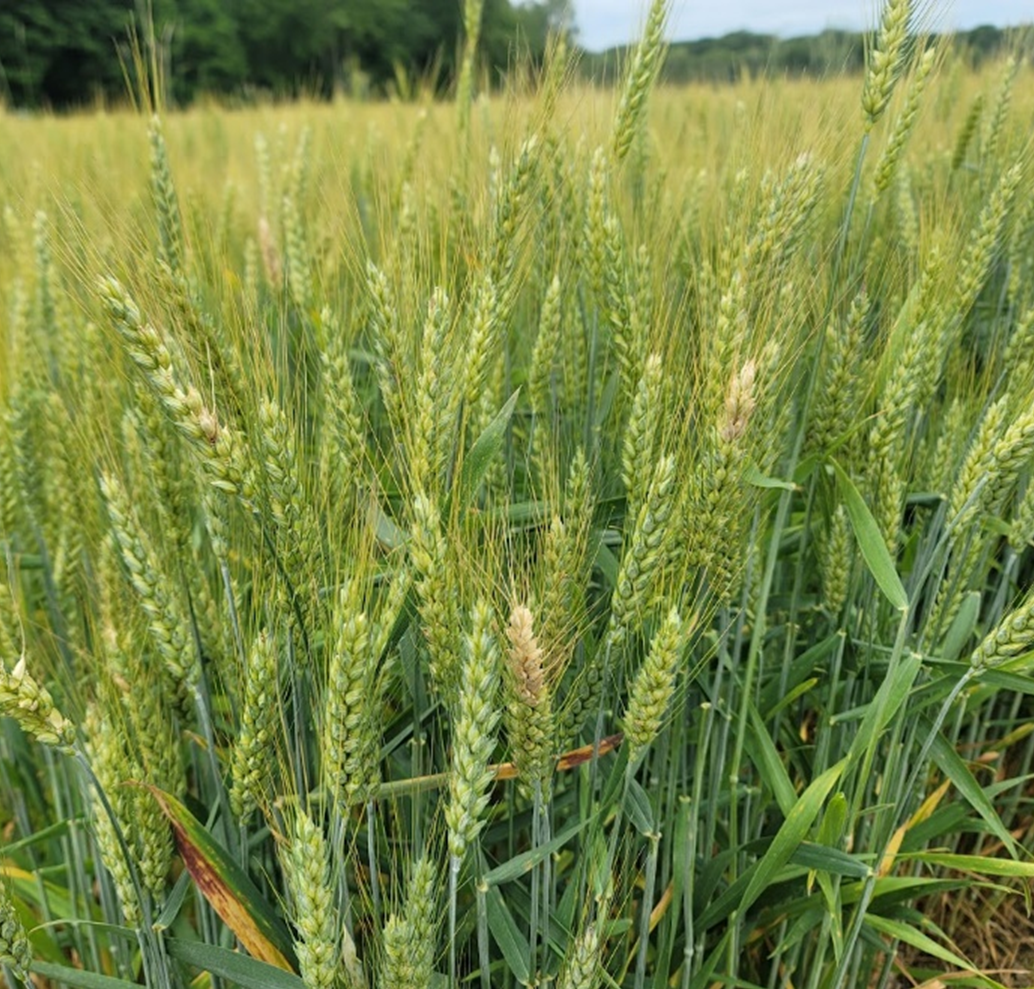 Scouting for Fusarium Head Blight (Scab) of Wheat and Things to ...