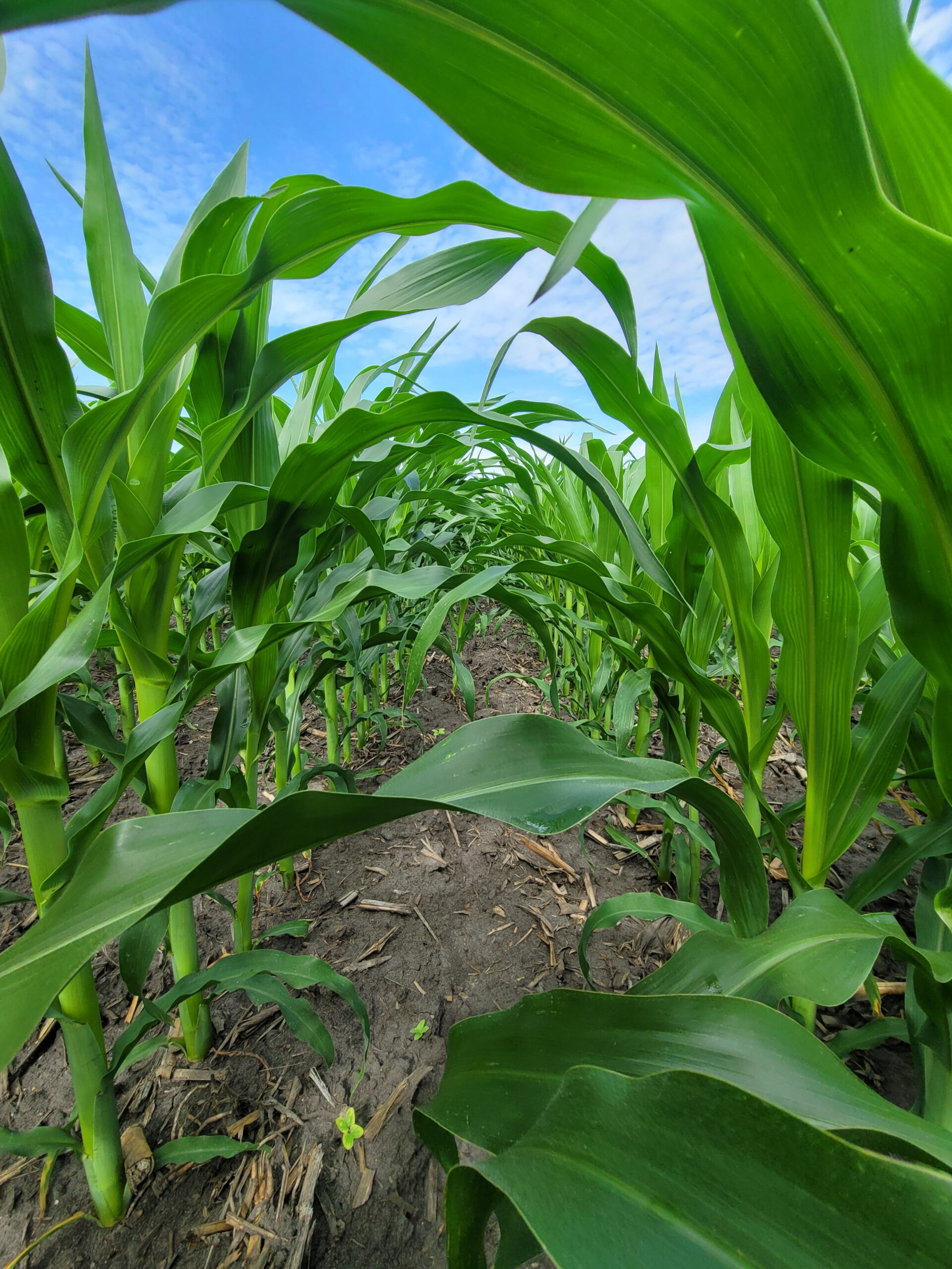 Update on Disease Risk in Indiana Corn - Indiana Field Crop Pathology