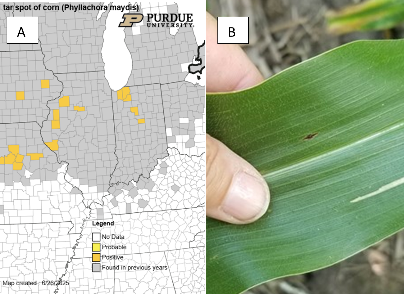 Update on Disease Risk in Indiana Corn - Indiana Field Crop Pathology